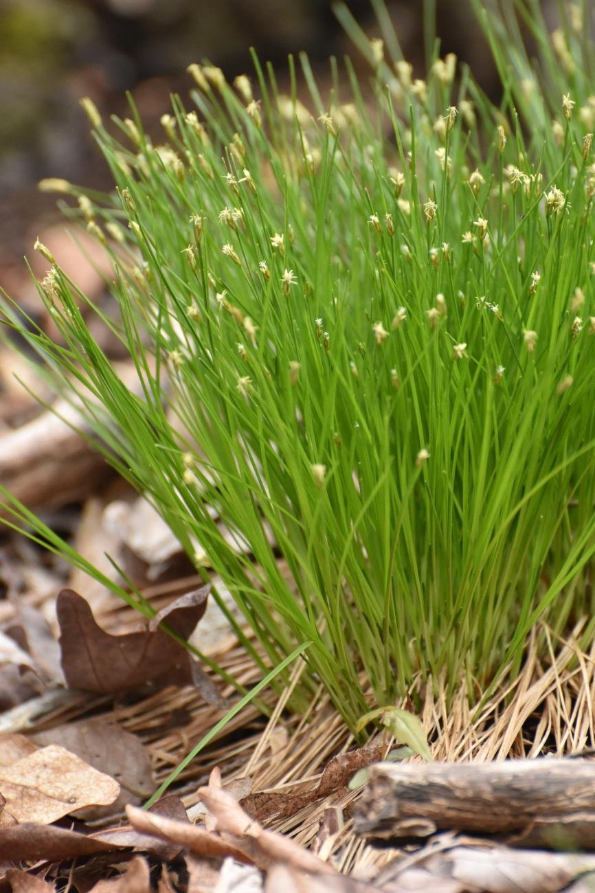 Trichophorum planifolium | Virginia Plant Lookup